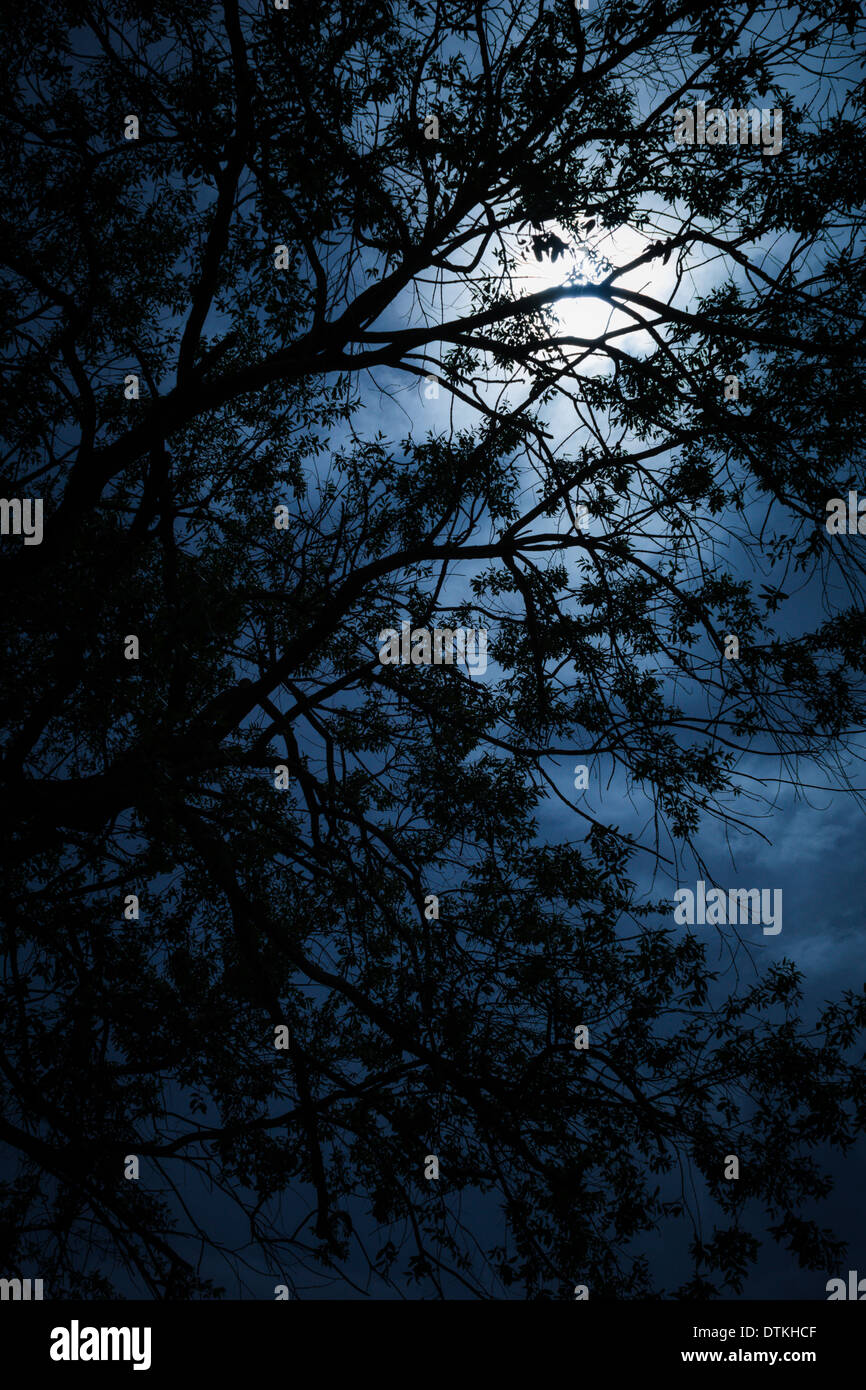 Night photo of tree hi-res stock photography and images - Alamy