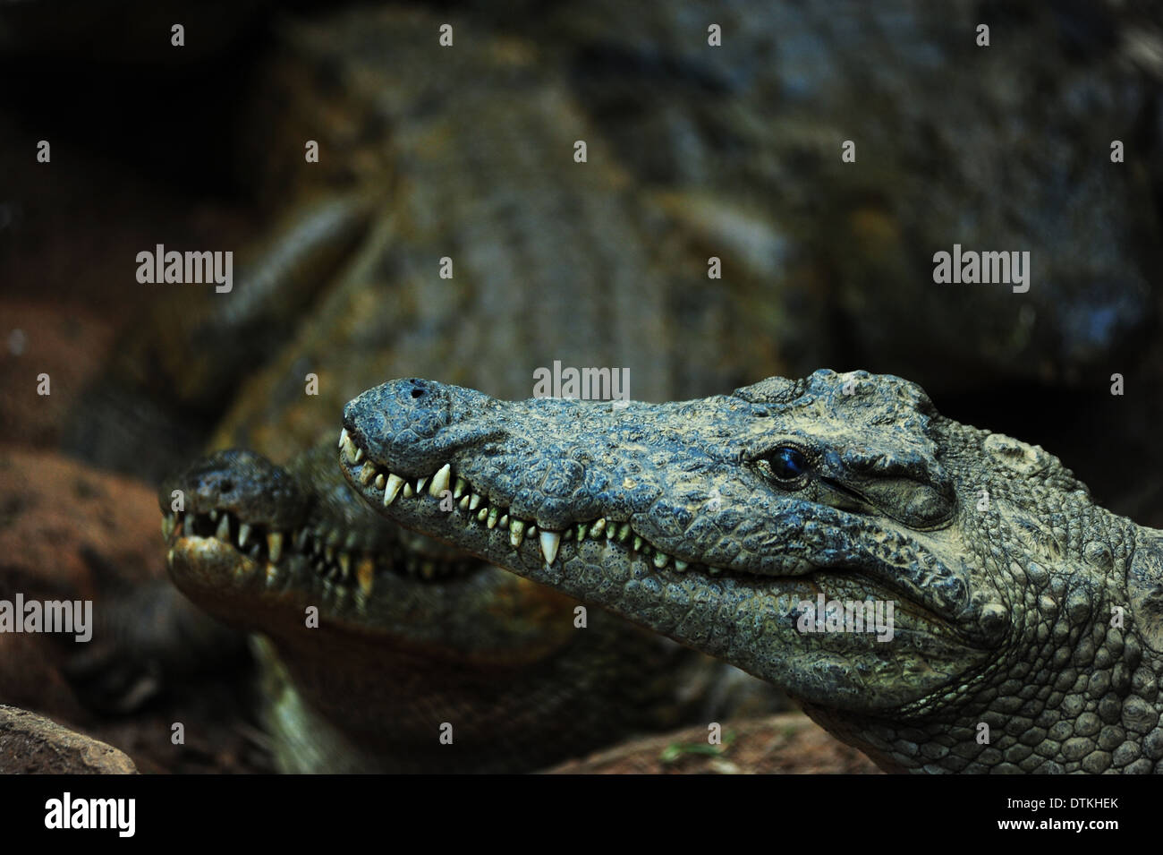 Madagascar, Andasibe, Vakona Forest Lodge, Crocodile Farm, crocodile ...