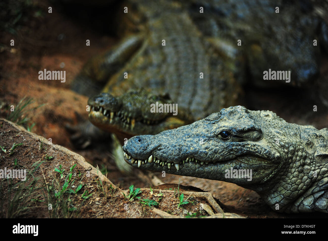Madagascar, Andasibe, Vakona Forest Lodge, Crocodile Farm, crocodile ...