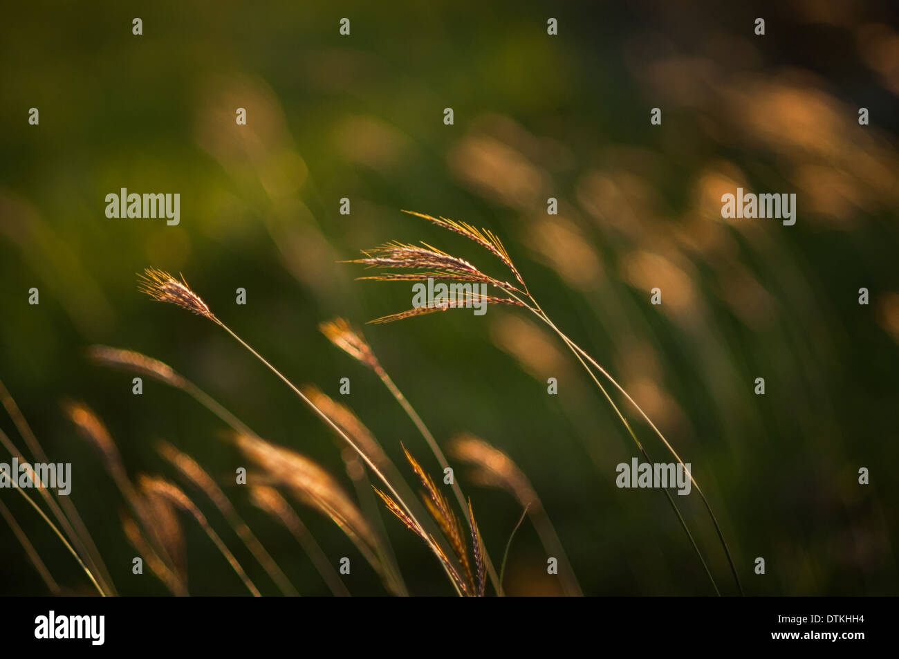 Chloris barbata, swollen windmill grass Stock Photo - Alamy