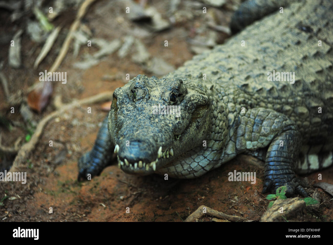 Madagascar, Andasibe, Vakona Forest Lodge, Crocodile Farm, crocodile ...