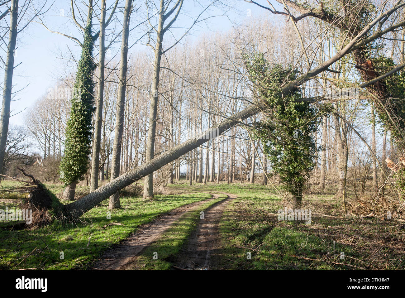 Poplar plantation hi-res stock photography and images - Alamy