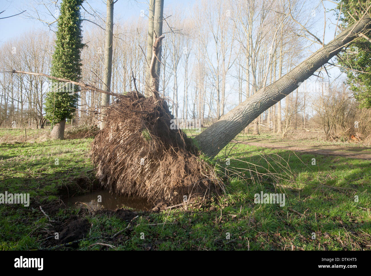 Poplar tree plantation hi-res stock photography and images - Alamy