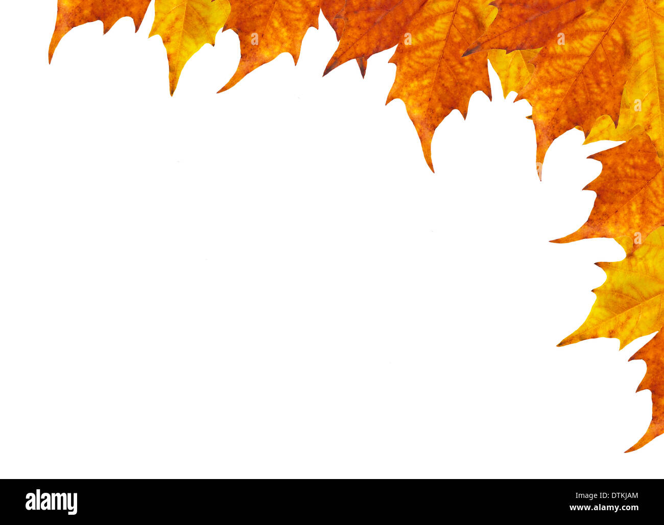 Leaves frame foliage framework fall hi-res stock photography and images ...