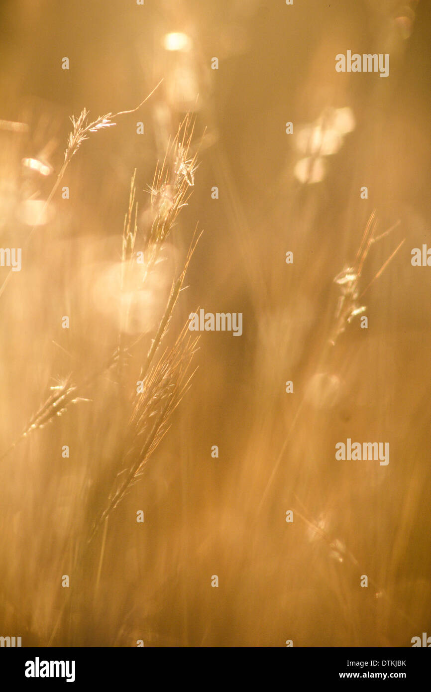 Wild golden grass Stock Photo - Alamy