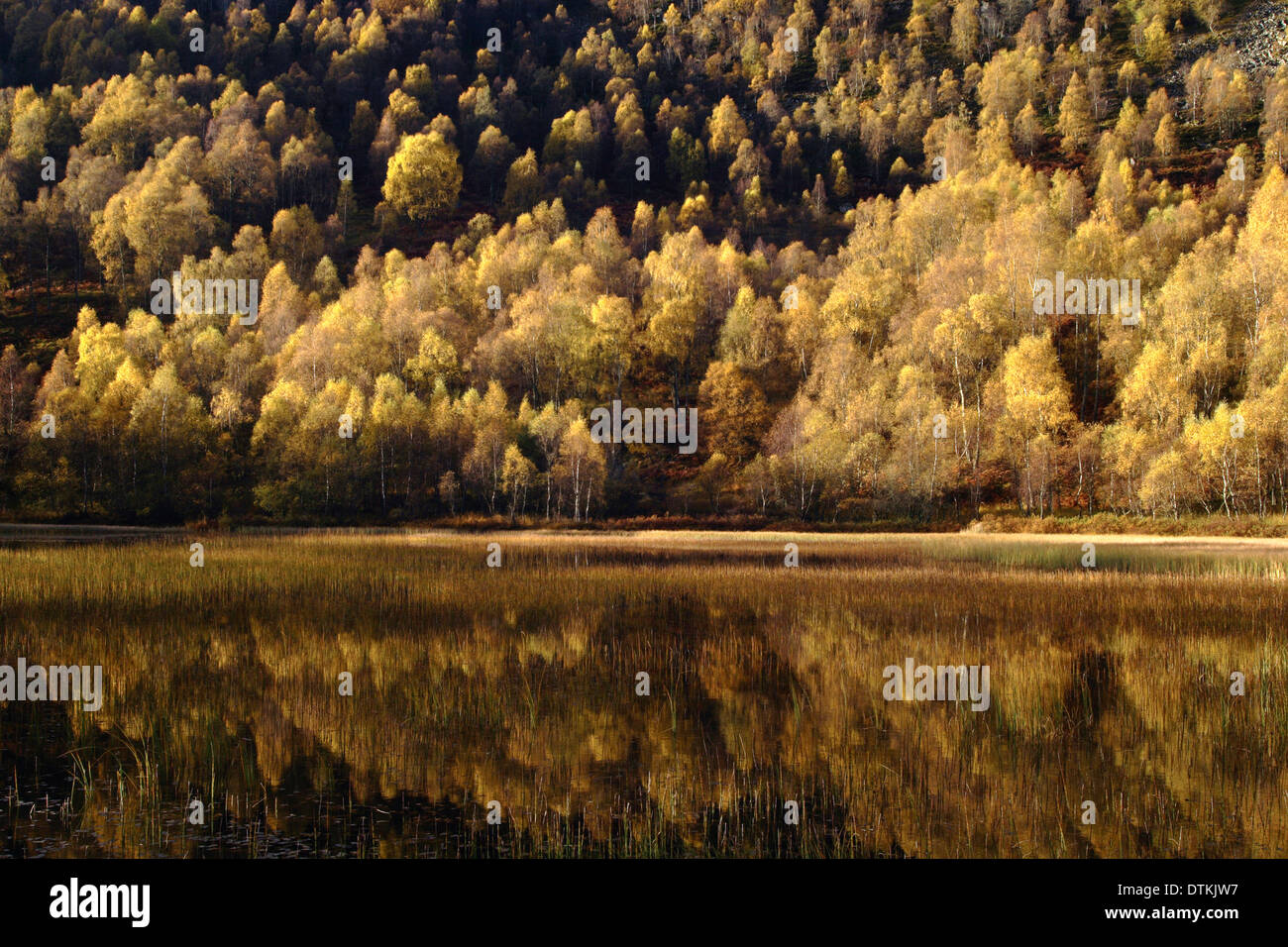 Craigellachie Birch Pool, Aviemore, Cairngorm National Park, Highland ...