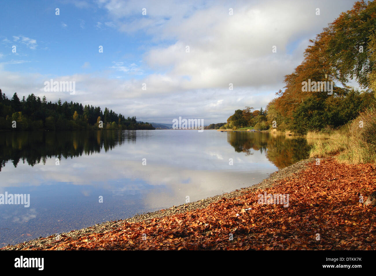 Galloway red kites hi-res stock photography and images - Alamy
