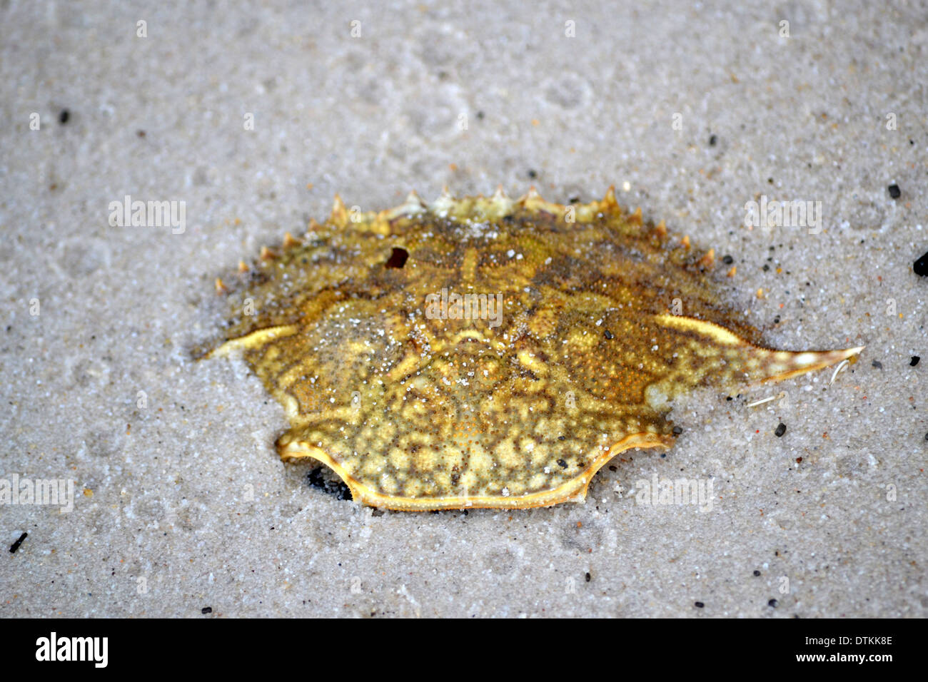 Shell flies hi-res stock photography and images - Alamy