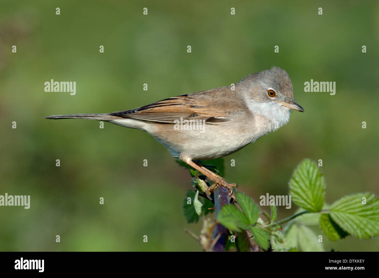 Warbler warblers bird hi-res stock photography and images - Alamy