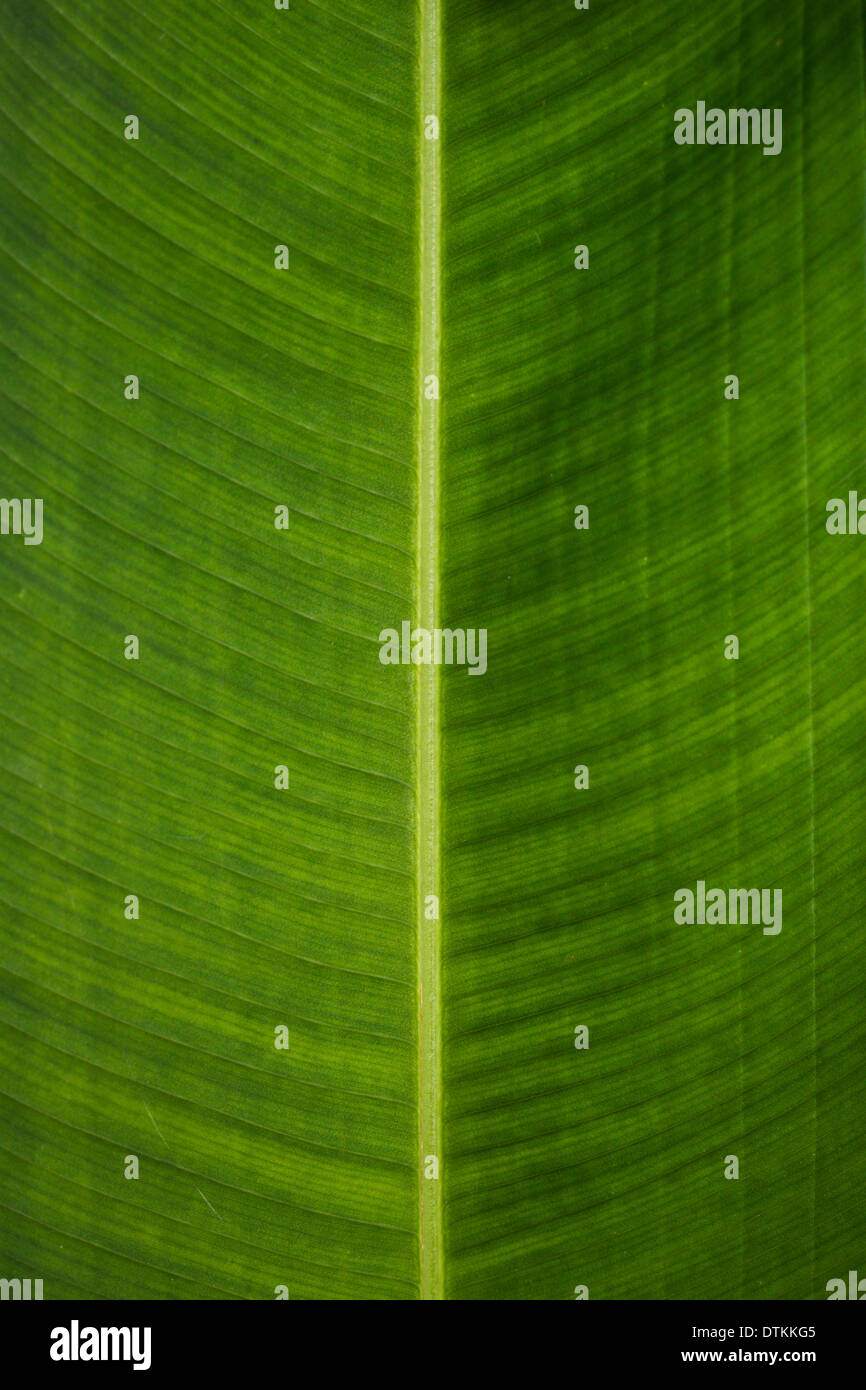Heliconia leaf hi-res stock photography and images - Alamy