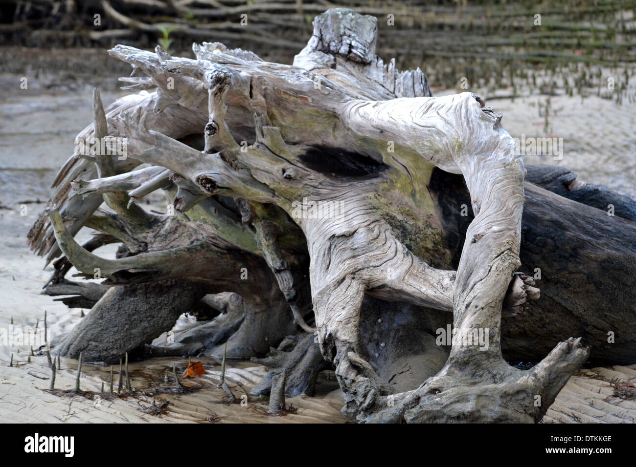 Huge Driftwood log washed up on beach Stock Photo - Alamy