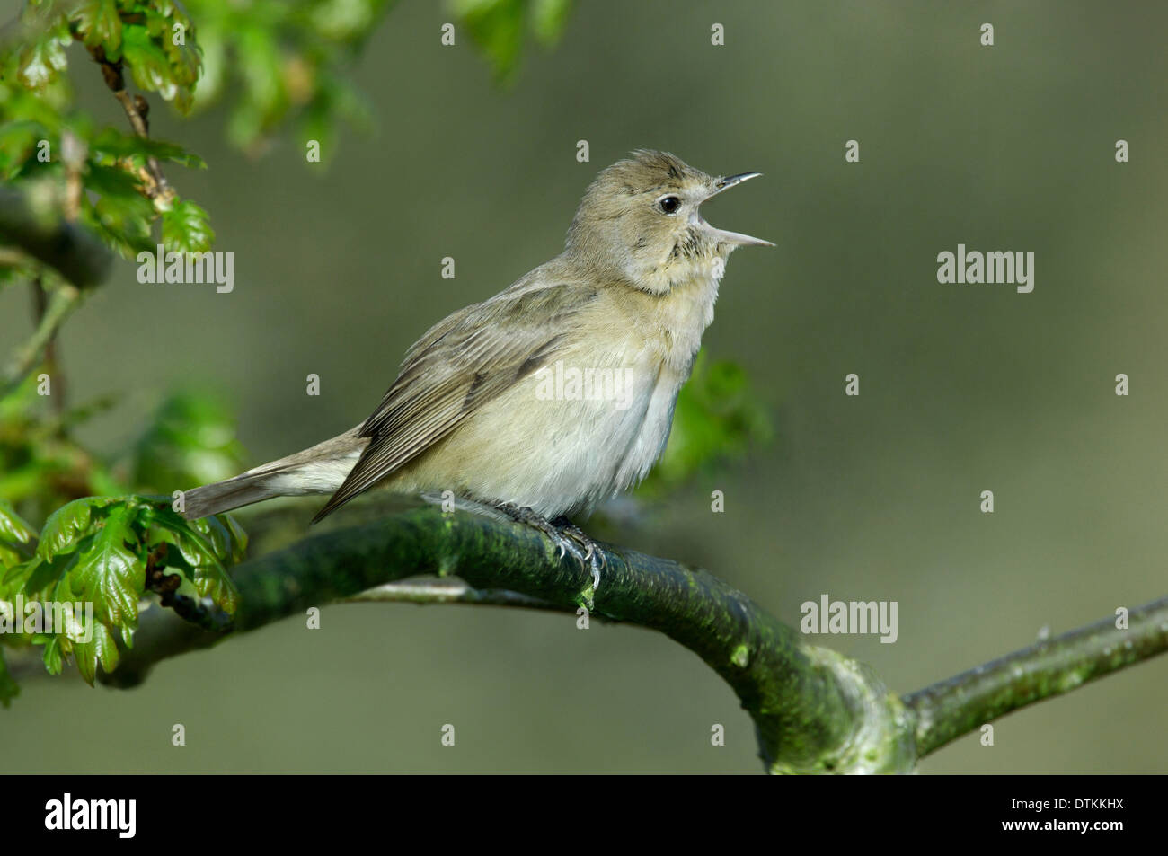 Garden Warbler Sylvia borin Stock Photo - Alamy