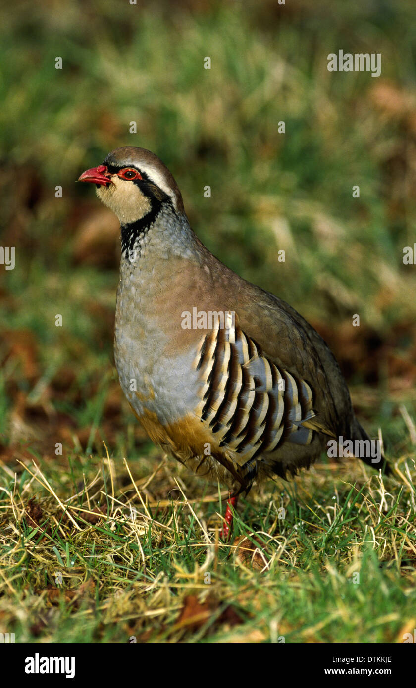 RED LEGGED (Alectoris rufa) PARTRIDGE IN A FIELD Stock Photo - Alamy