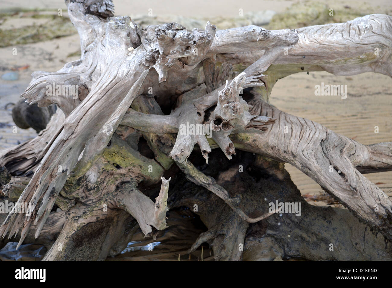 Huge Driftwood log washed up on beach Stock Photo - Alamy