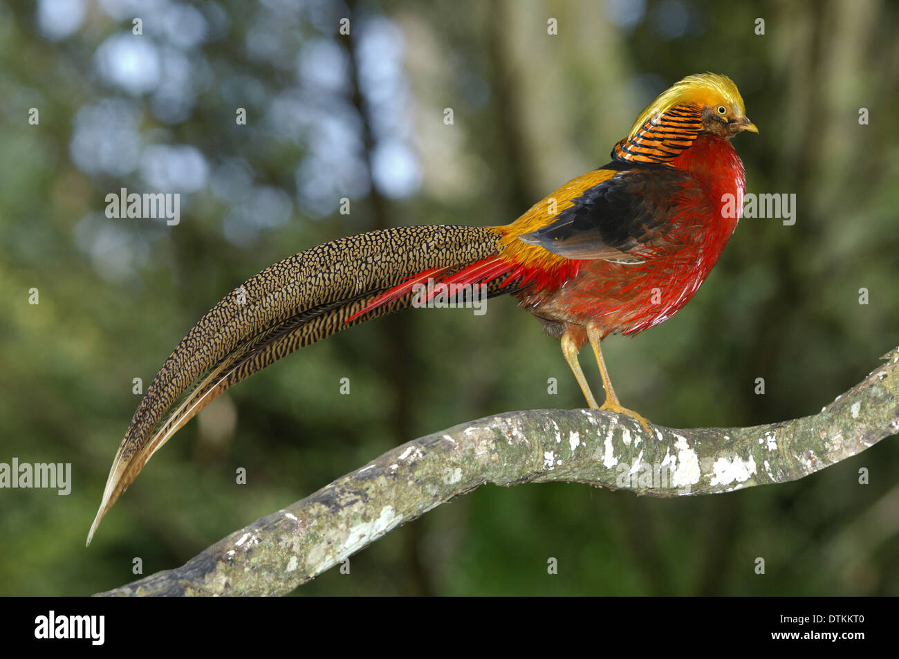 Golden Pheasant Chrysolophus pictus Stock Photo - Alamy