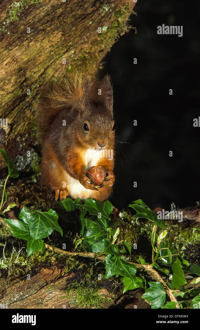 RED SQUIRREL (Sciurus vulgaris) HOLDING A HAZEL NUT ON A BRANCH Stock ...