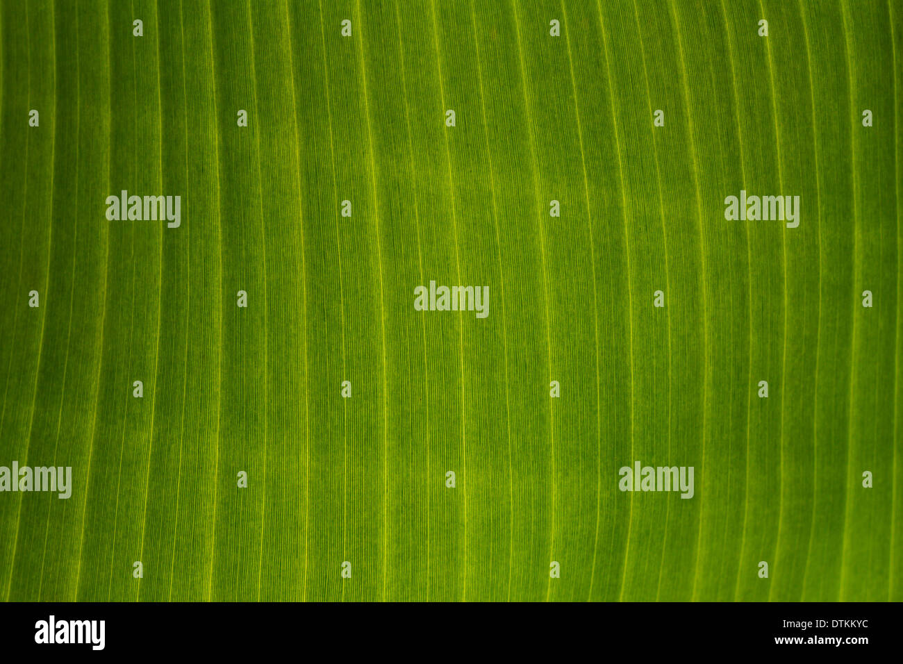 Tropical green Musa paradisiaca leaf close up background Stock Photo ...