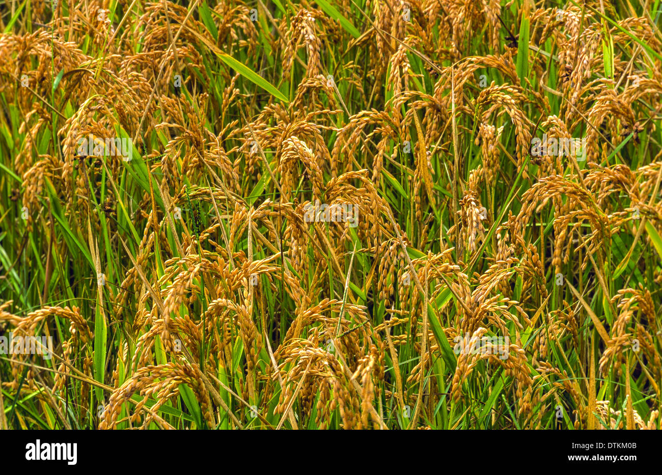 RICE [ Oryza sativa ] GROWING IN A PADDY FIELD WITH THE GRAIN READY FOR ...