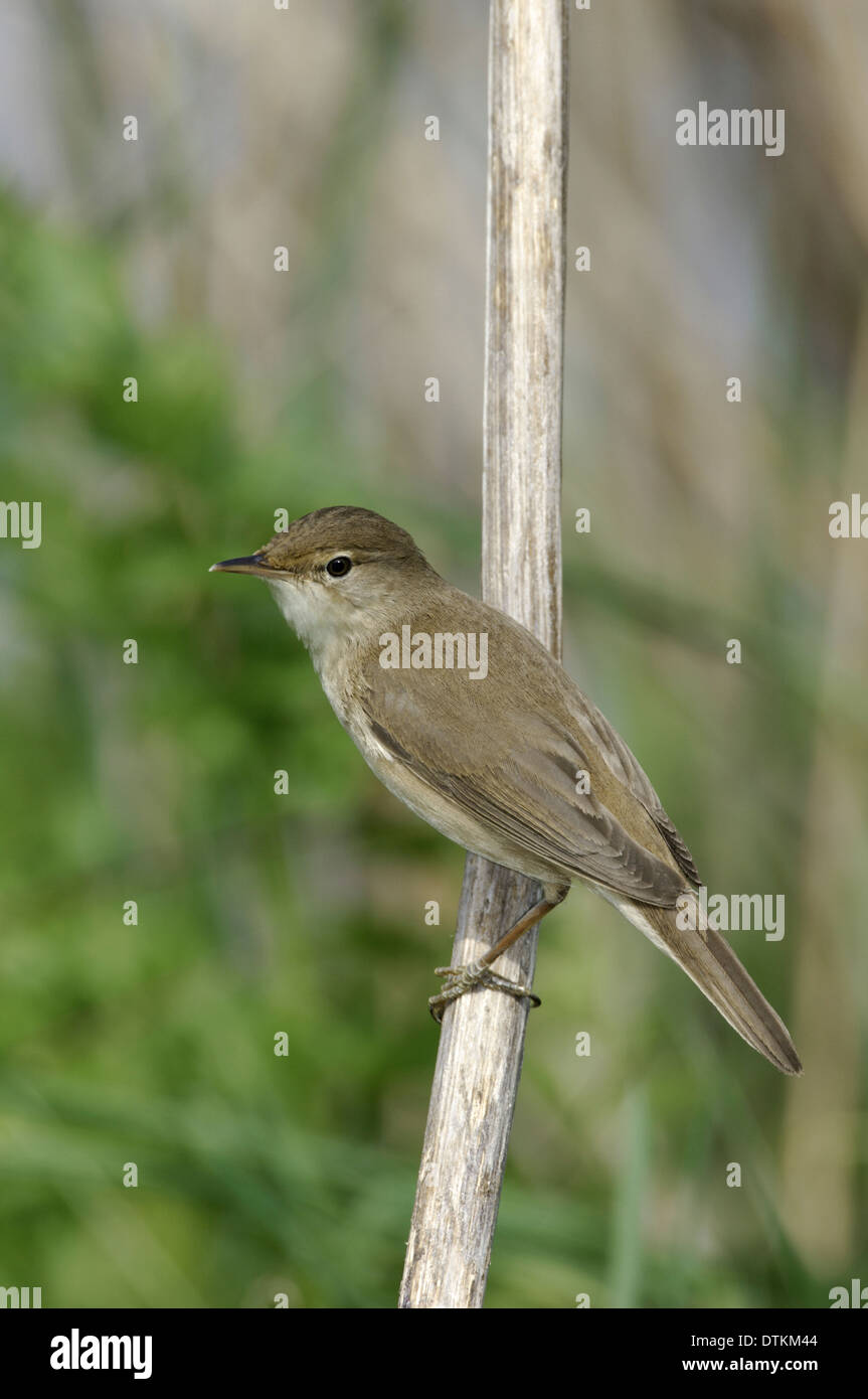 Warblers of reedbeds hi-res stock photography and images - Alamy