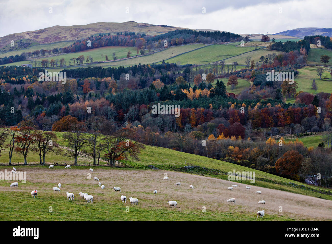 Woodland borders hi-res stock photography and images - Alamy
