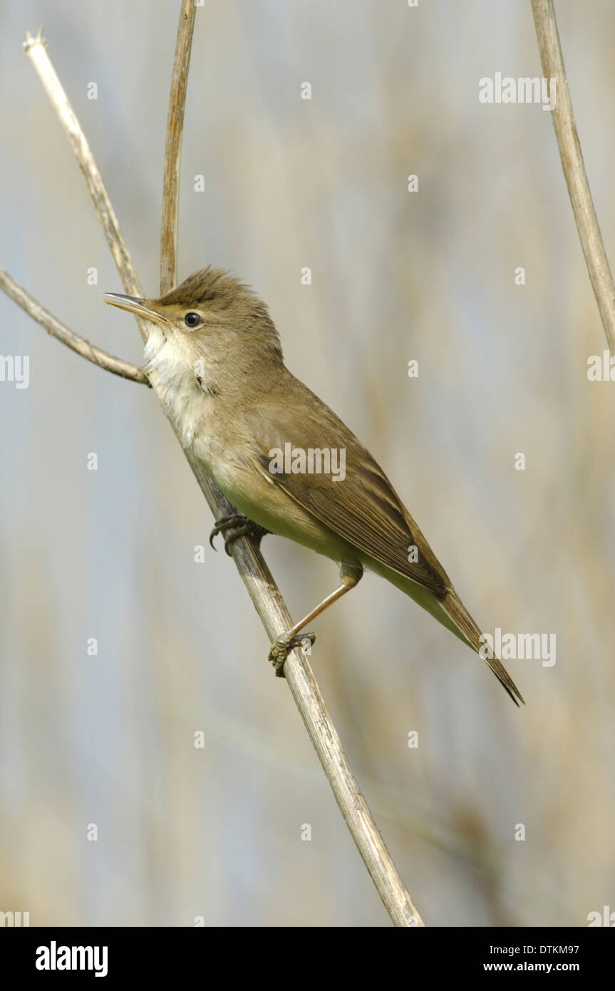 Warblers of reedbeds hi-res stock photography and images - Alamy