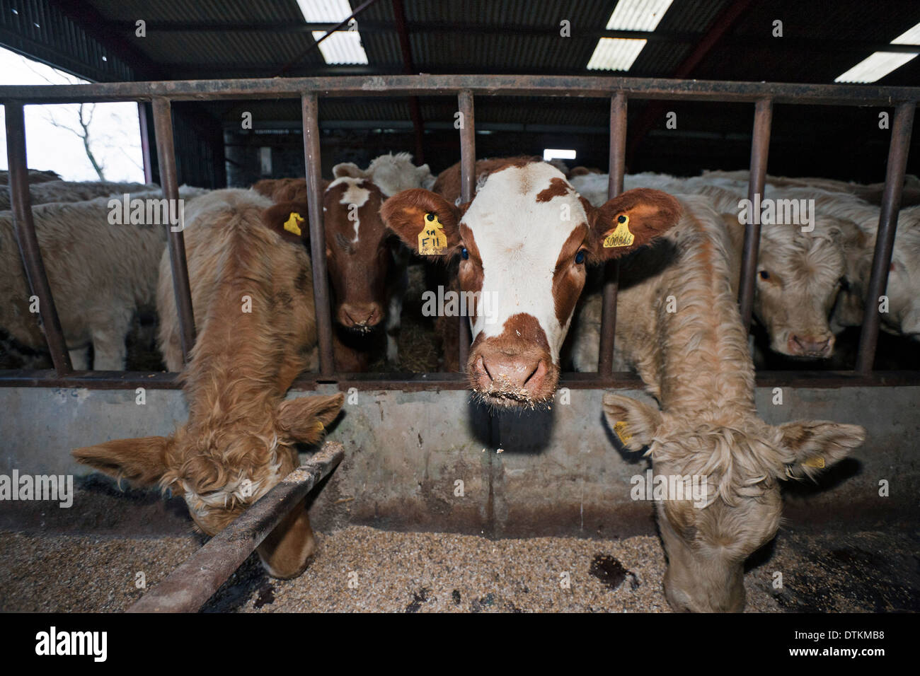 Livestock feeding hi-res stock photography and images - Alamy