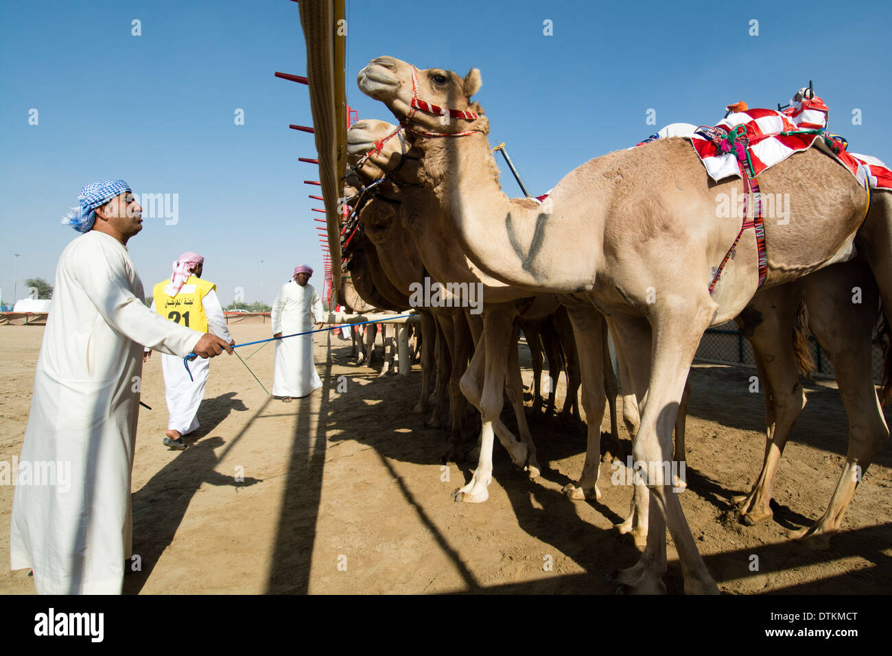 Racing camel hi-res stock photography and images - Alamy