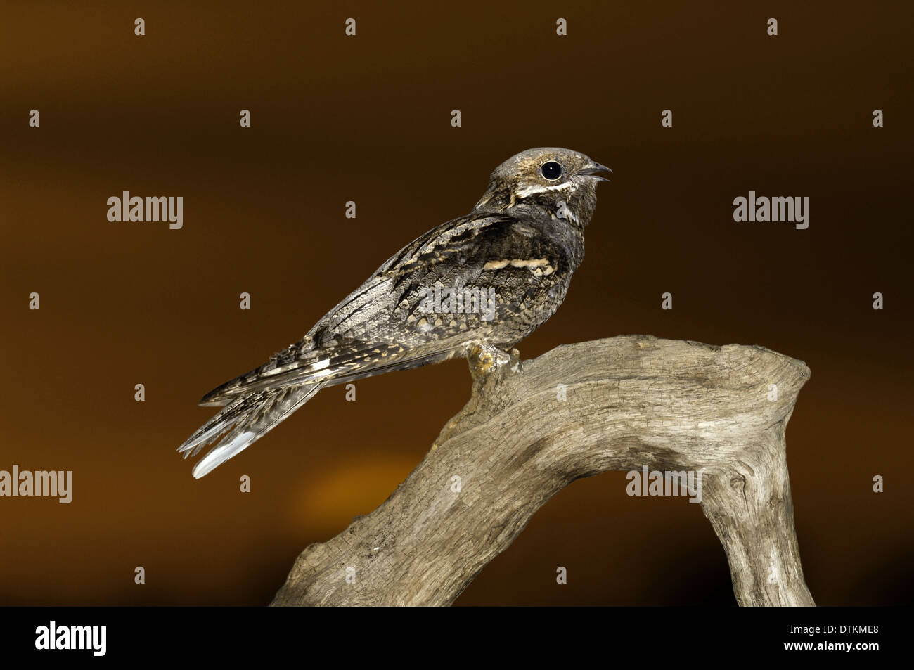 Nightjar bird hi-res stock photography and images - Alamy