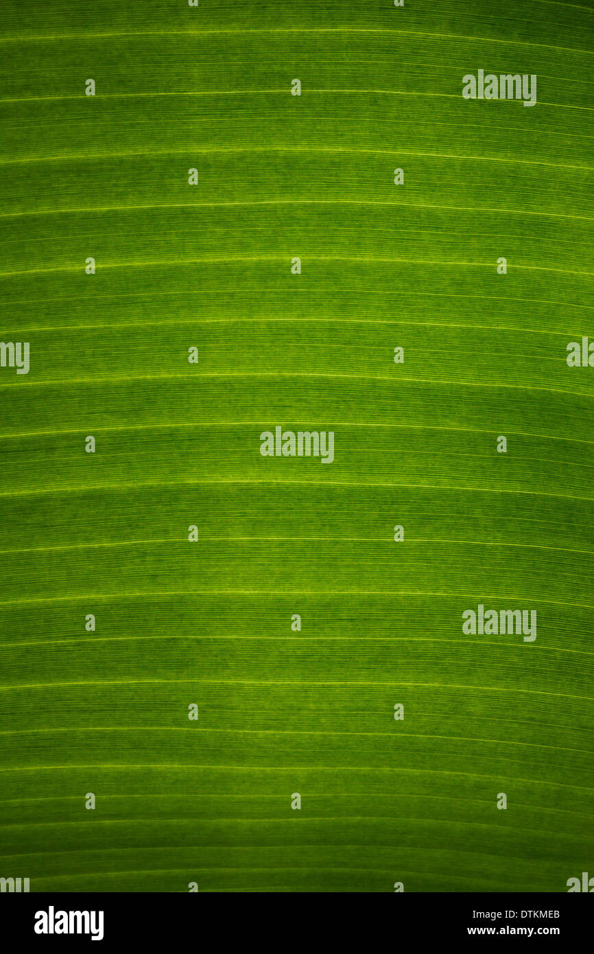 Tropical green Musa paradisiaca leaf close up background Stock Photo ...