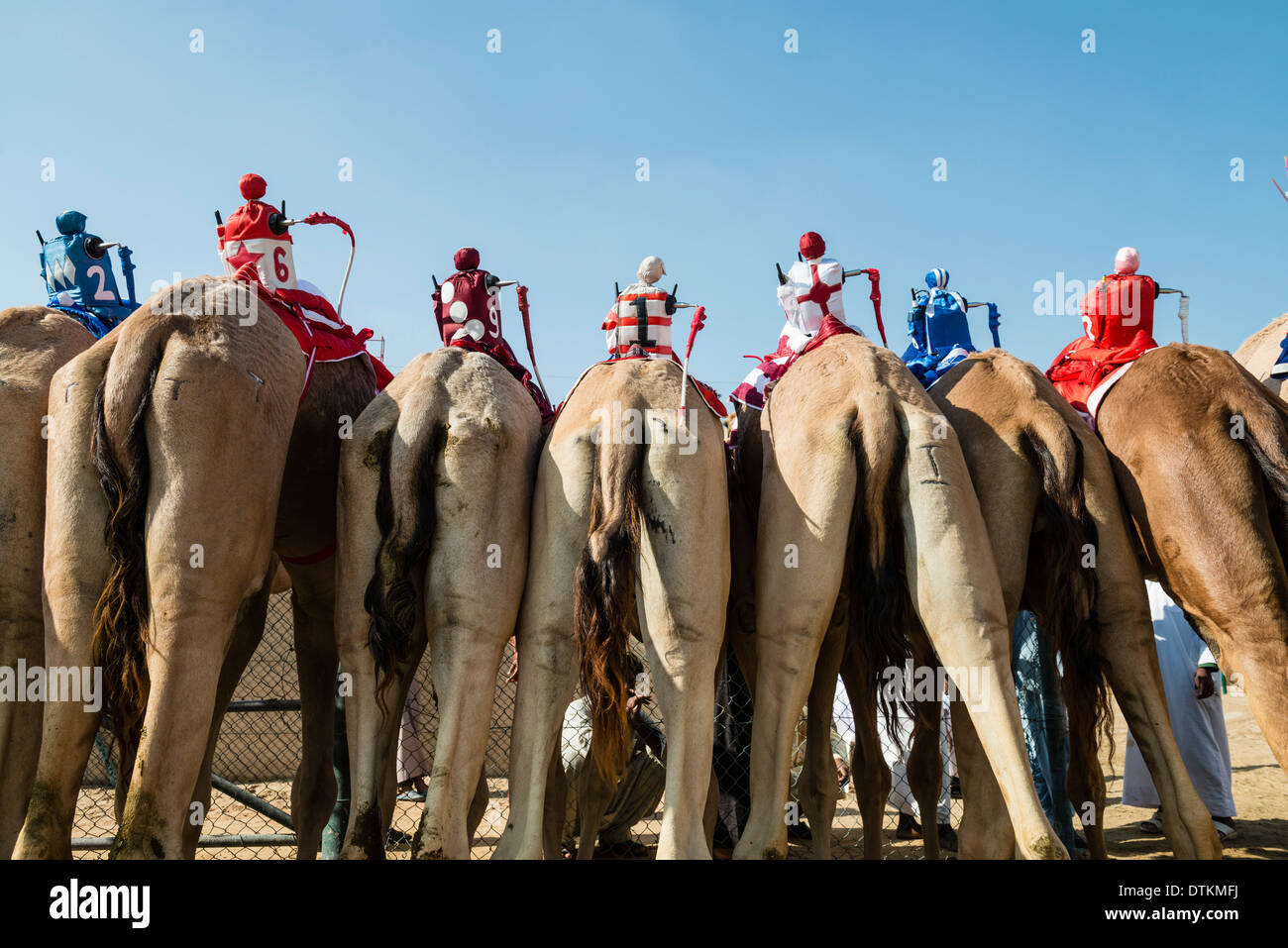 camels and remote controlled robot jockeys at Dubai Camel Racing Club ...