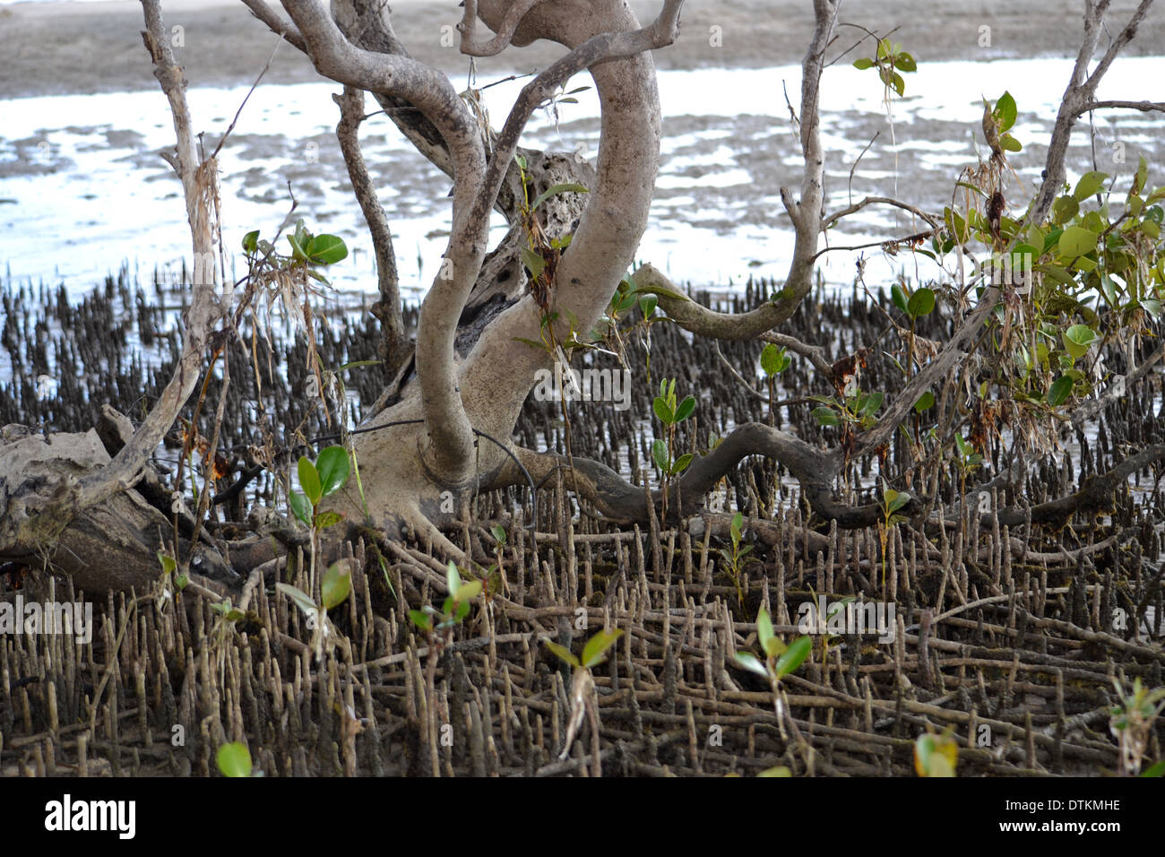 Mangrove Shoots High Resolution Stock Photography and Images - Alamy