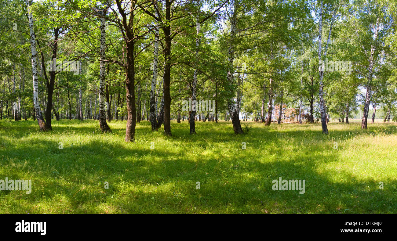 Summer green forest on sunny morning Stock Photo - Alamy