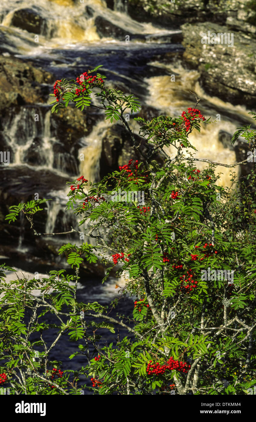 ROWAN TREE [ SORBUS ]RED BERRIES AND HIGHLAND RIVER IN SUTHERLAND ...