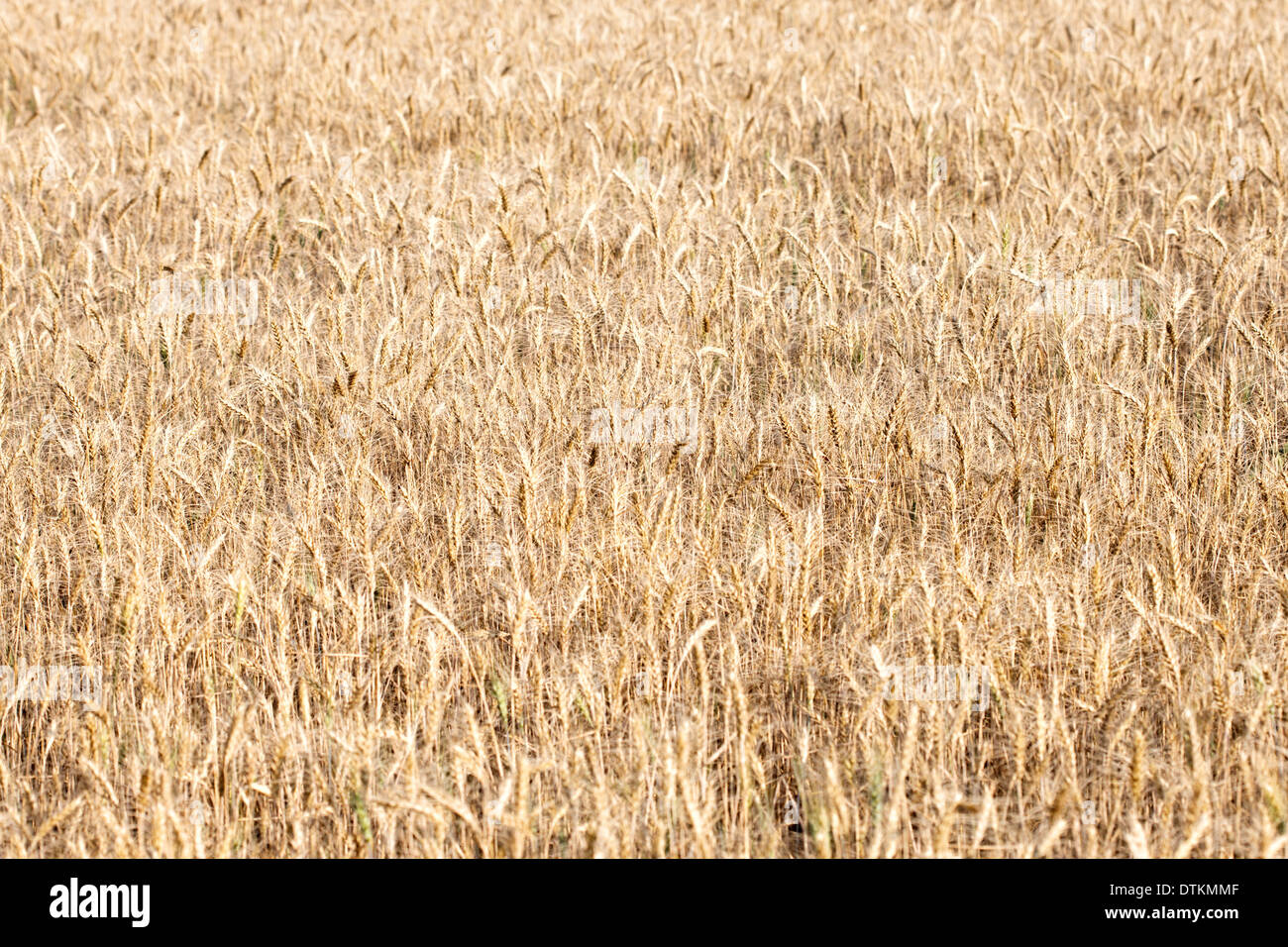 Harvesting cornfield wheat field hi-res stock photography and images ...
