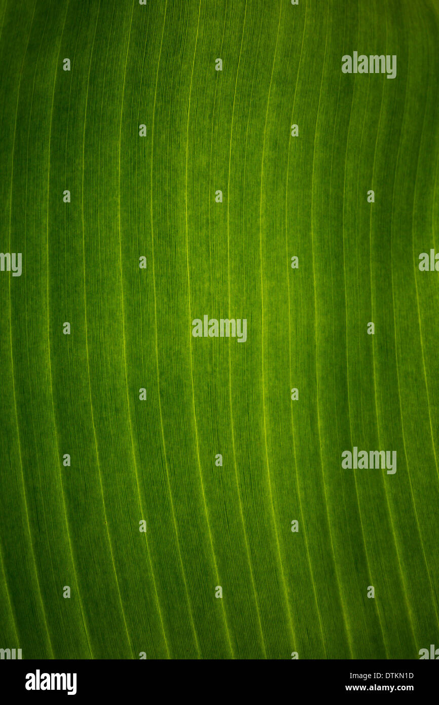 Tropical green Musa paradisiaca leaf close up background Stock Photo ...