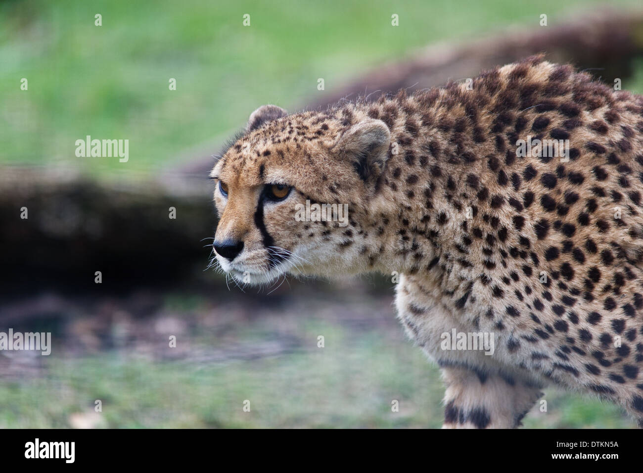 Cheetah walking hi-res stock photography and images - Alamy