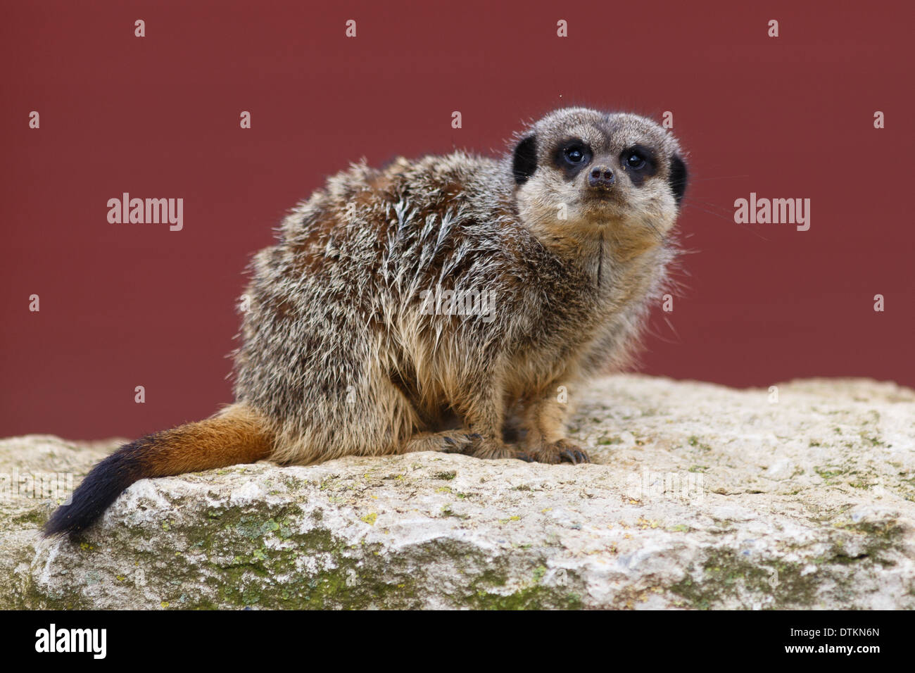 Meerkat sitting on a rock Stock Photo - Alamy