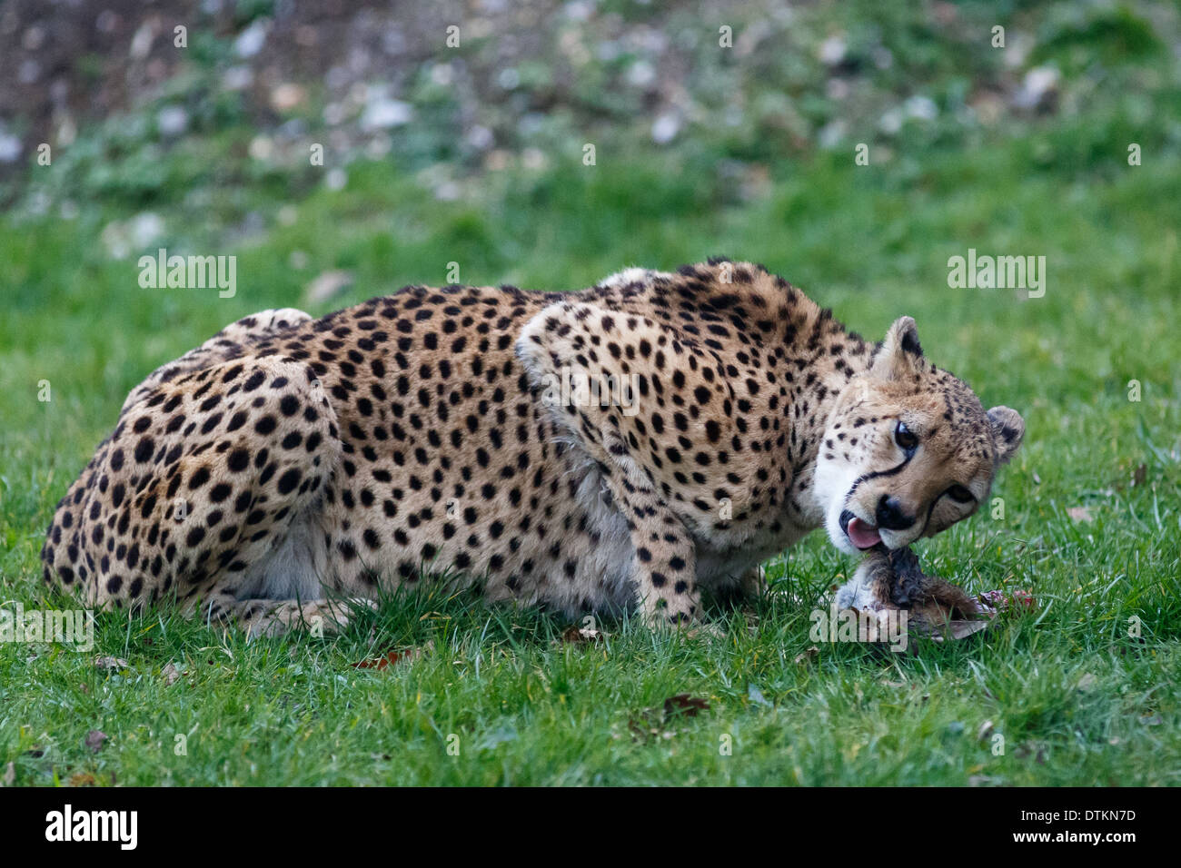 Cheetah feeding hi-res stock photography and images - Alamy