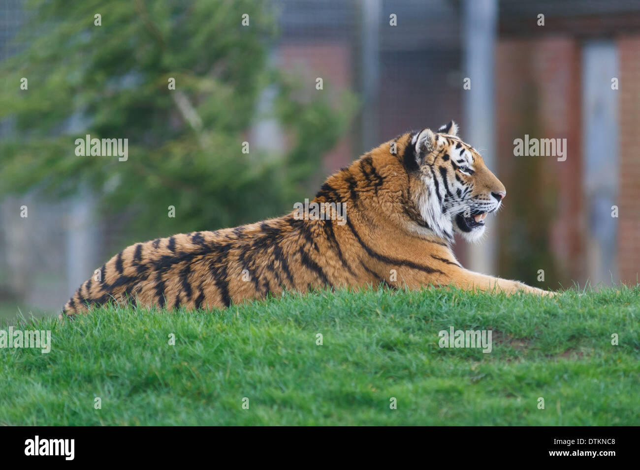 Tiger lying down hi-res stock photography and images - Alamy