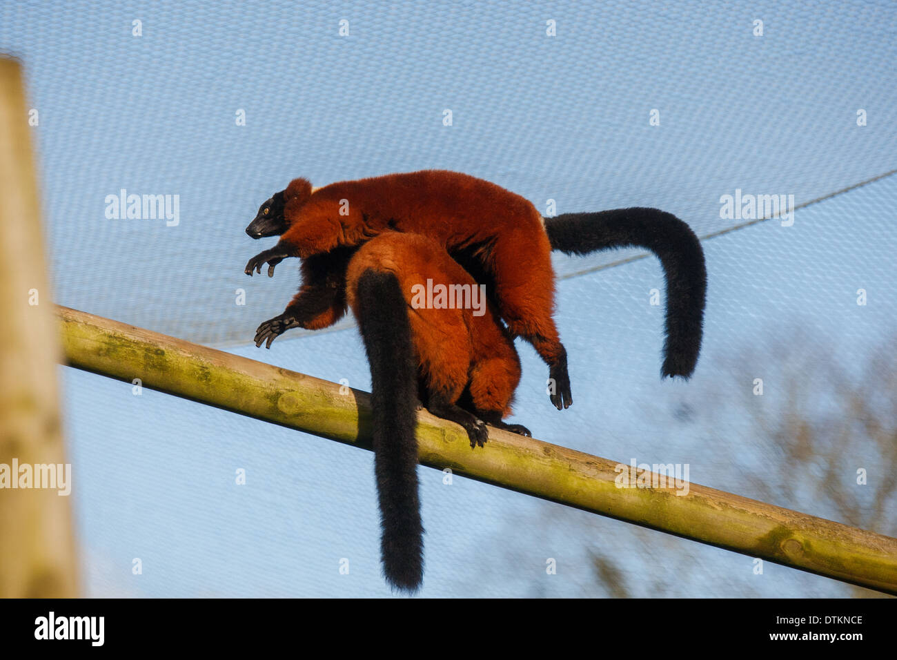 Jumping lemur hi-res stock photography and images - Alamy