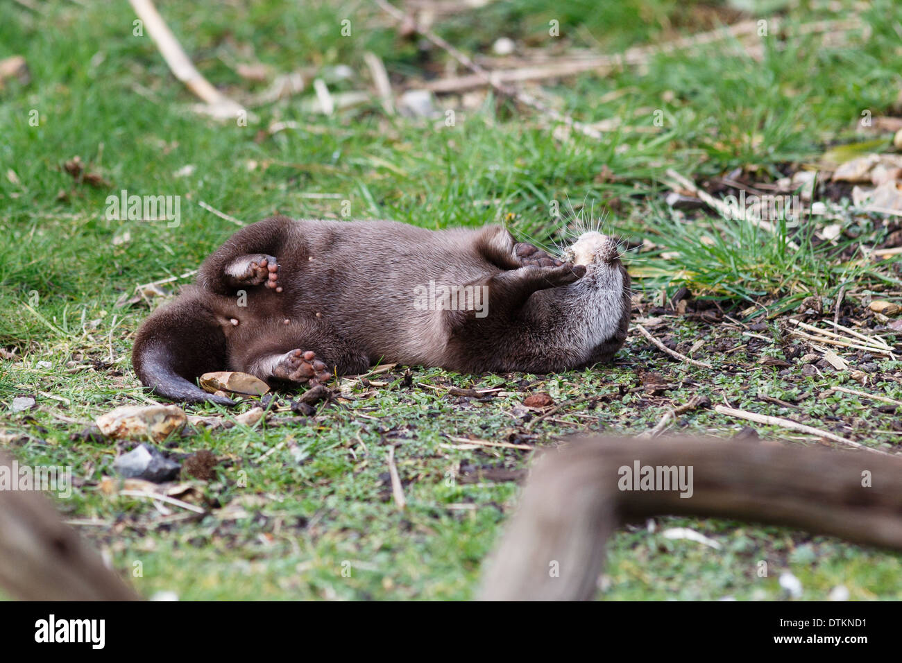 An otter lying down playing with a pebble Stock Photo - Alamy