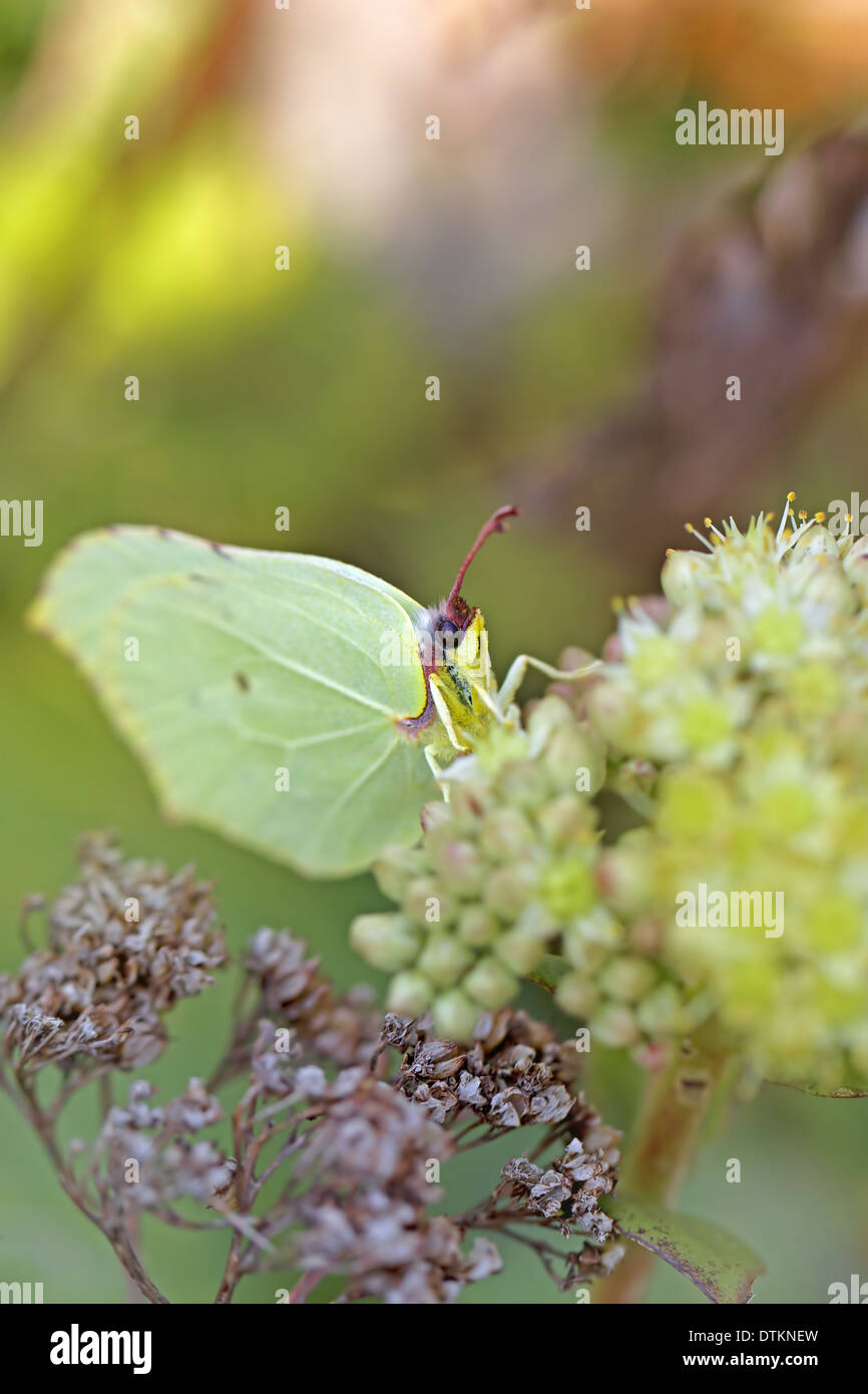 Ghost brimstone hi-res stock photography and images - Alamy