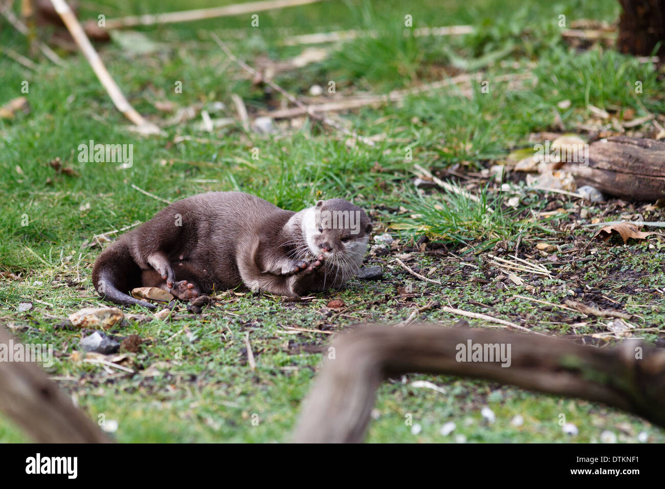 An otter lying down playing with a pebble Stock Photo - Alamy