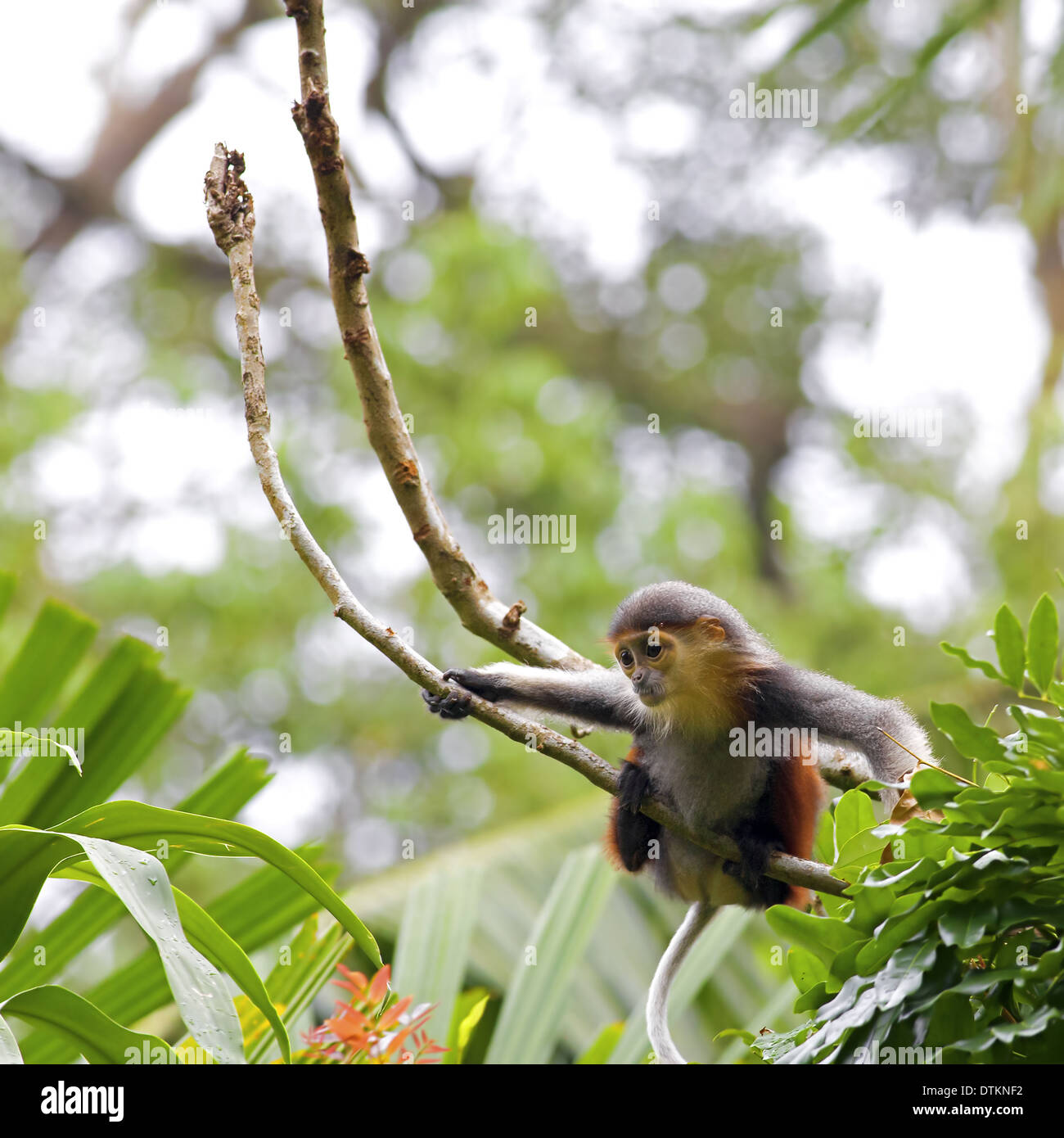 Red shanked douc hi-res stock photography and images - Alamy