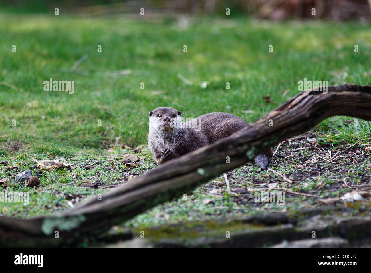 An otter lying down Stock Photo - Alamy