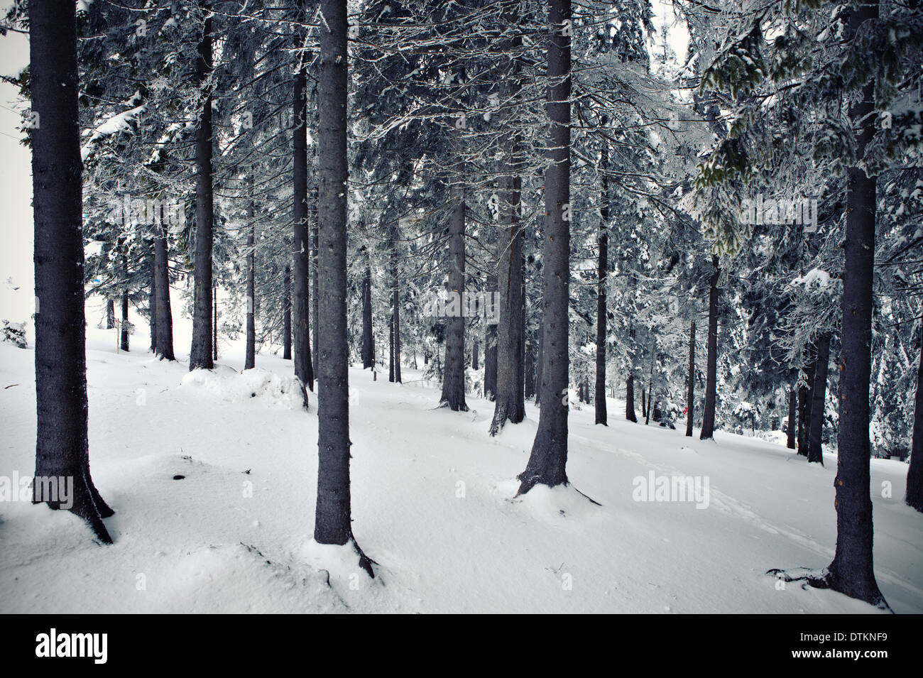 The forest in winter hi-res stock photography and images - Alamy