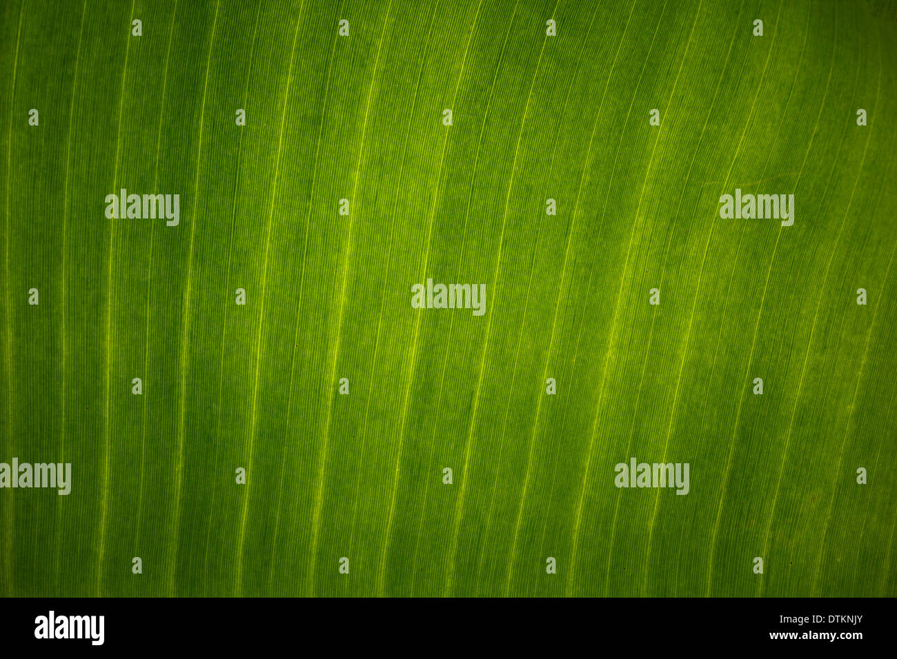 Tropical green Musa paradisiaca leaf close up background Stock Photo ...