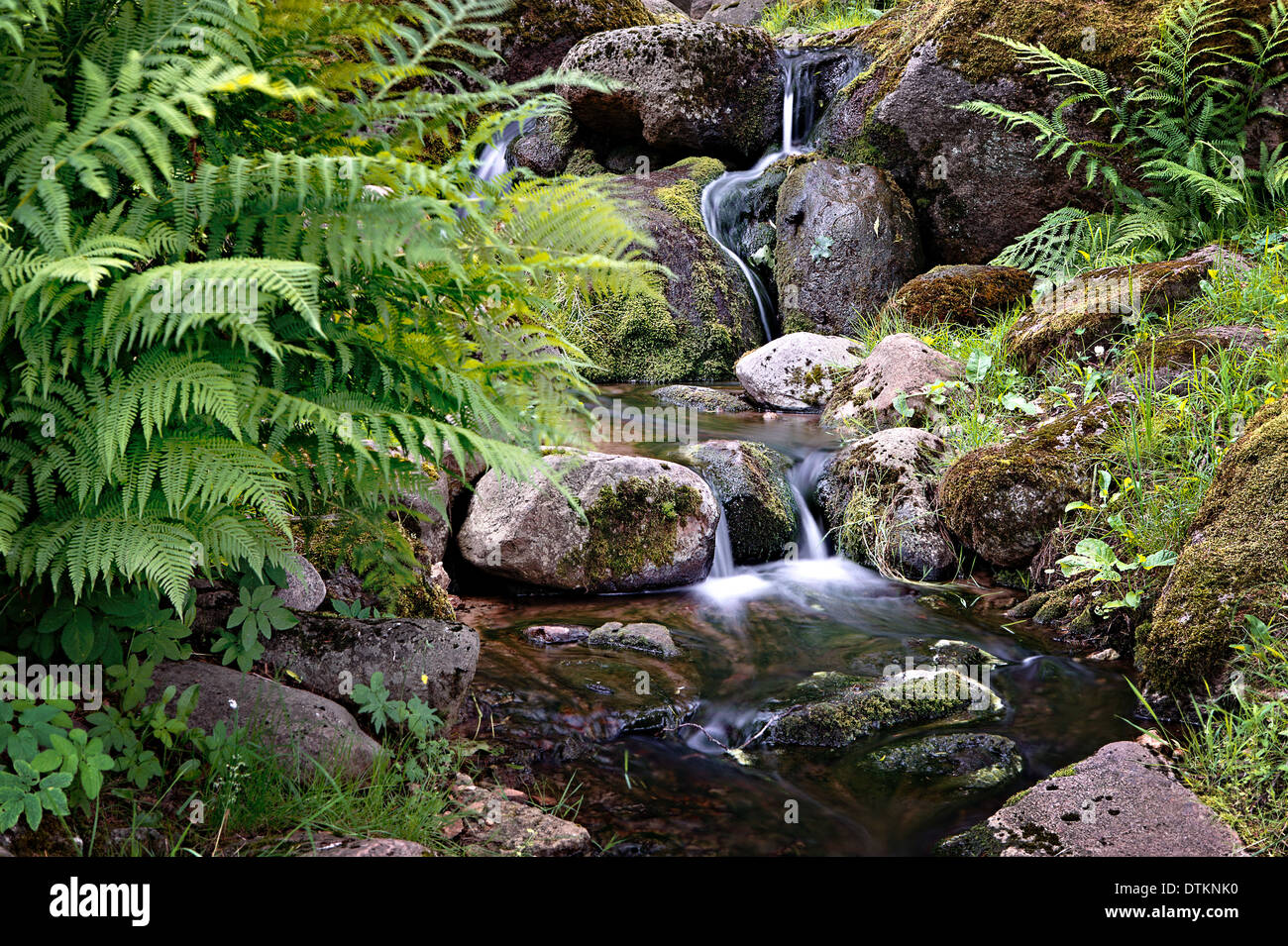 Stream with rocks in tropical forest Stock Photo - Alamy