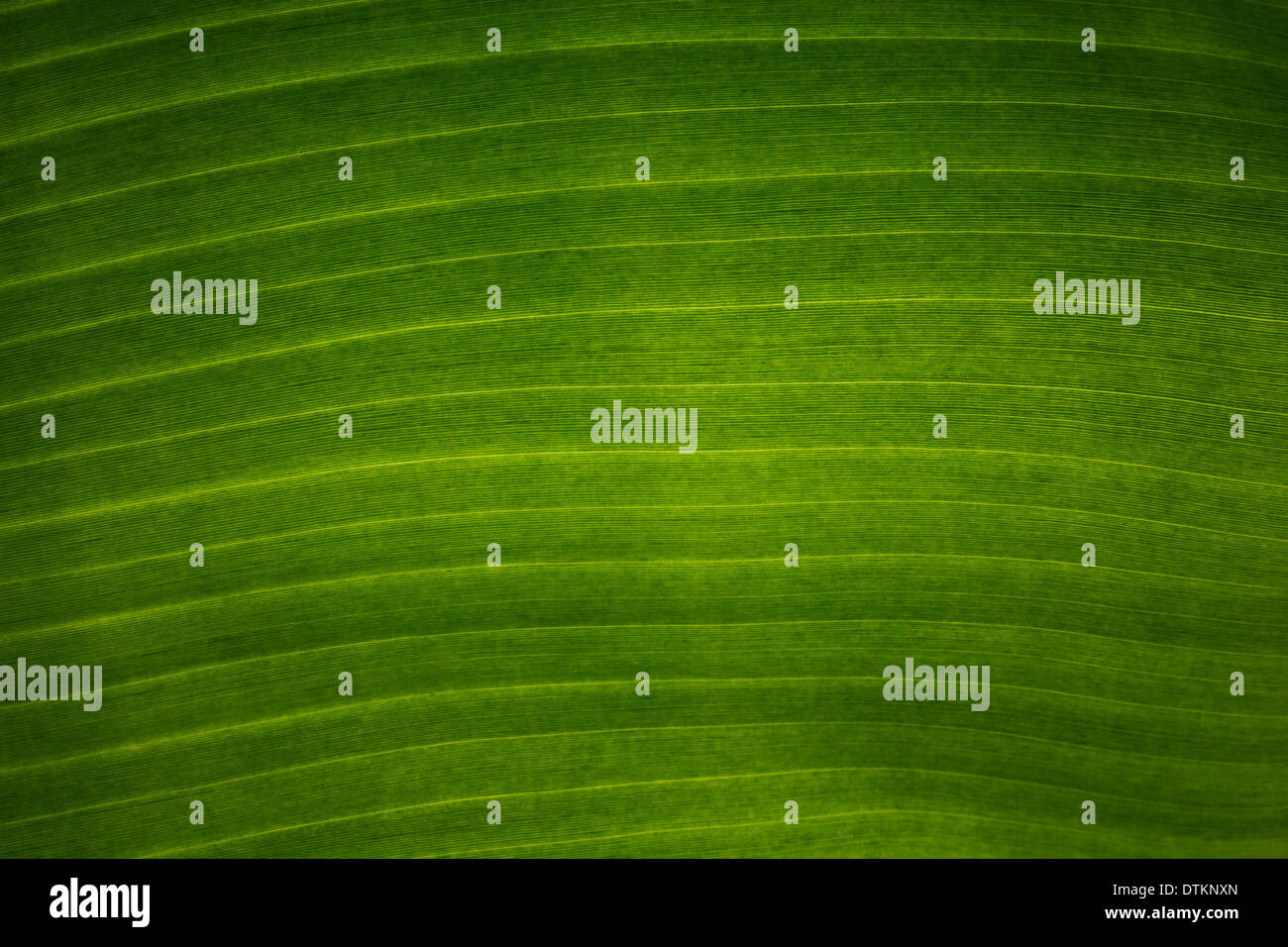 Tropical green Musa paradisiaca leaf close up background Stock Photo ...