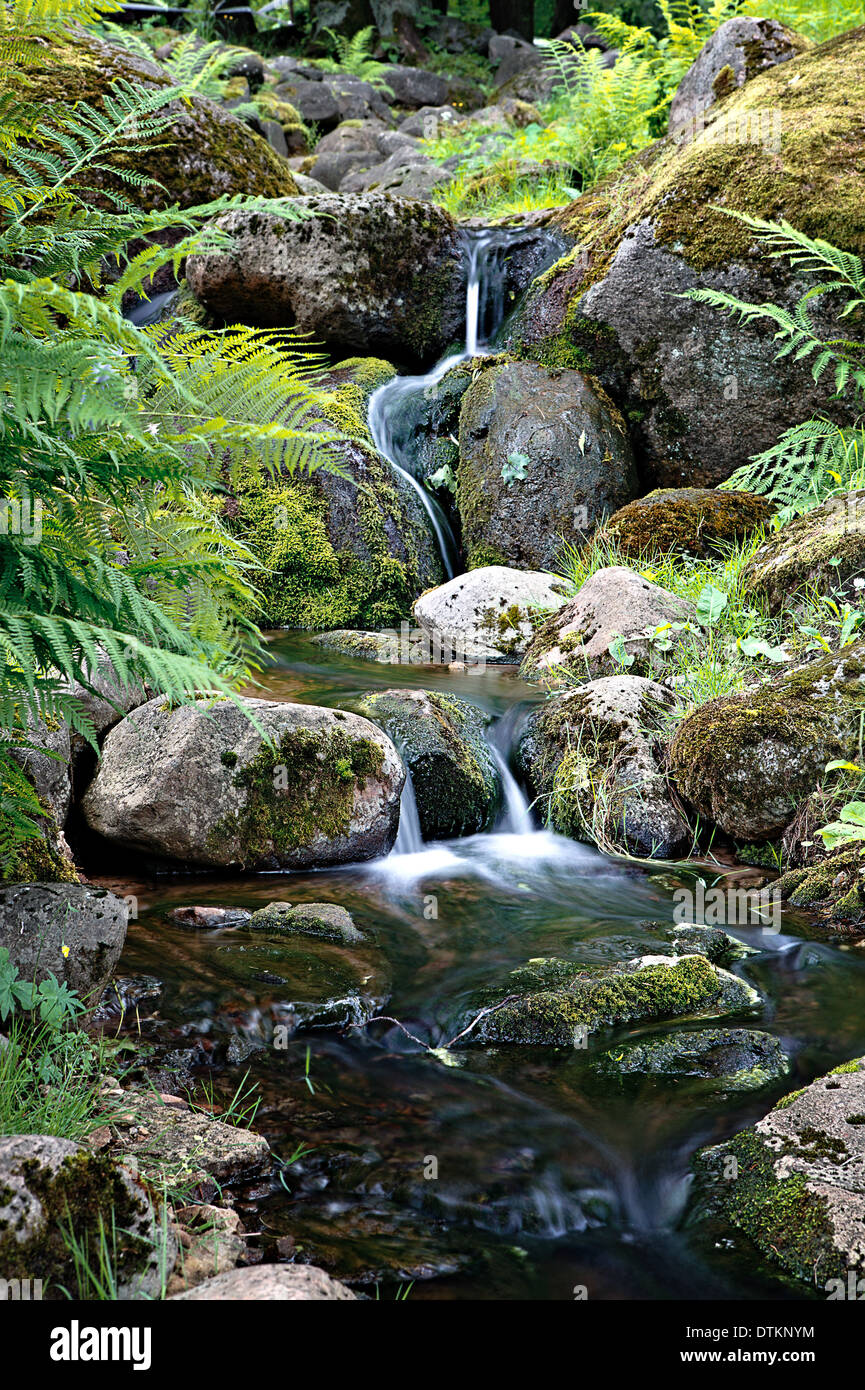 Forest forest forest forest rocks hi-res stock photography and images ...